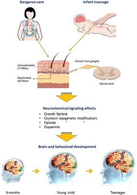 Frontiers | Affective touch in the context of development, oxytocin signaling, and autism